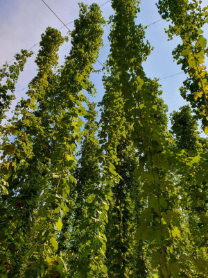 Leutschacher Hopfen - SteirerBitter